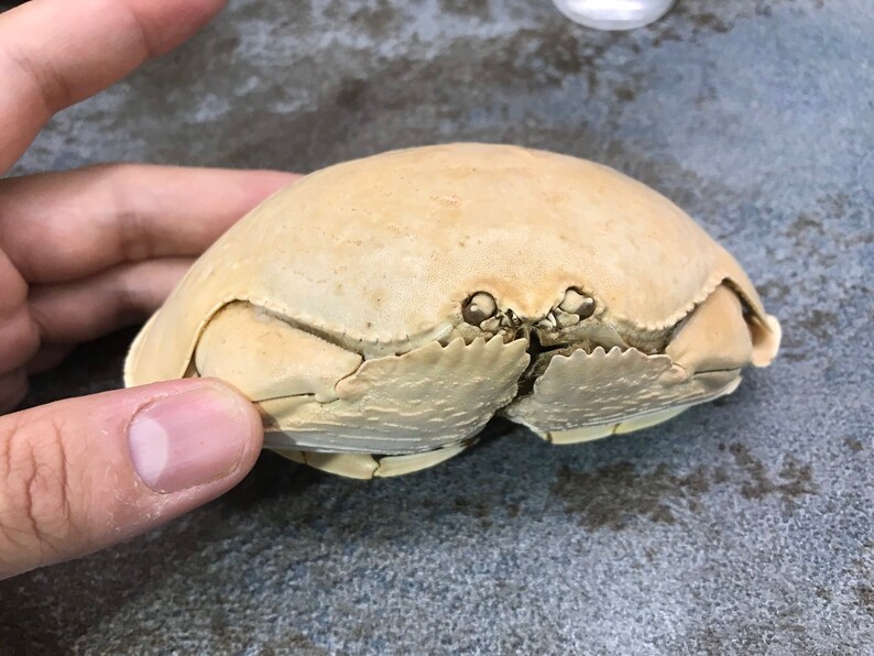 Calappa Calappa Proper Box Crab Taxidermy - Etsy