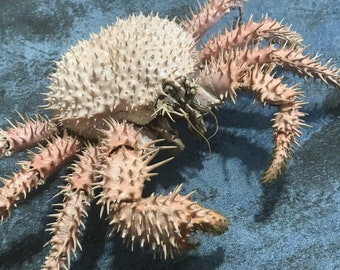 Taxidermy King Crab - Etsy UK