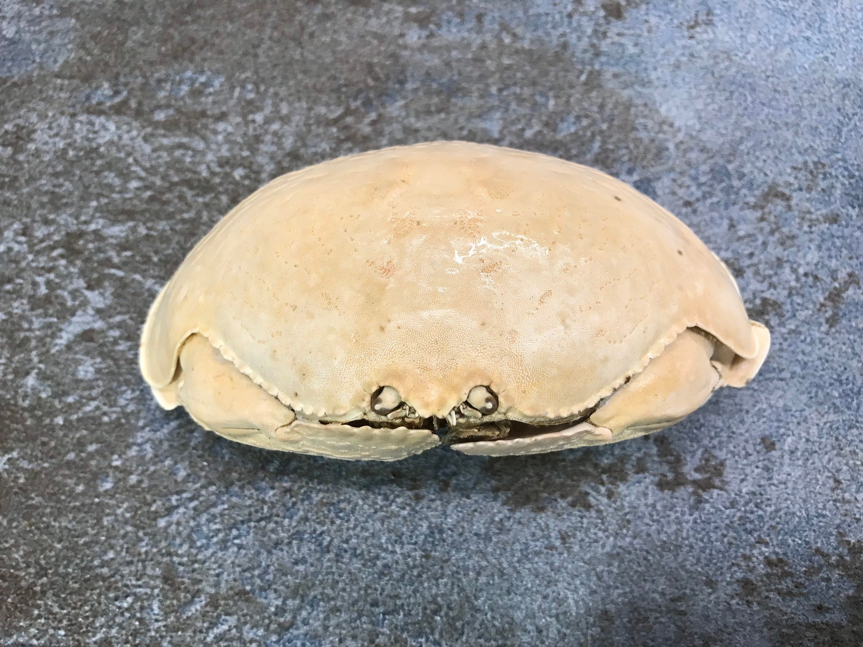 Calappa Calappa Proper Box Crab Taxidermy - Etsy