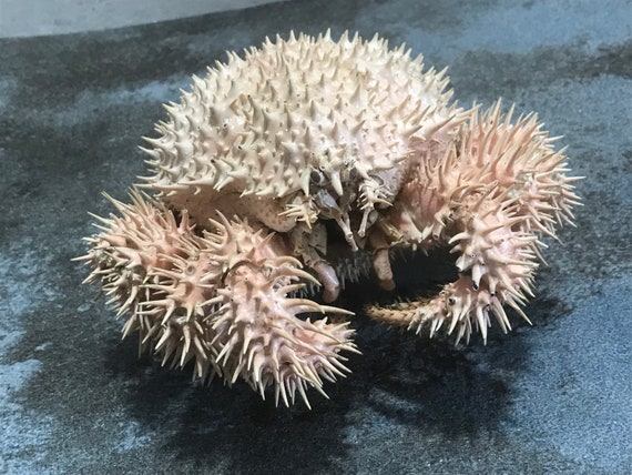 Paralomis Histrix Deep Sea Super Spiny King Crab Taxidermy - Etsy Canada