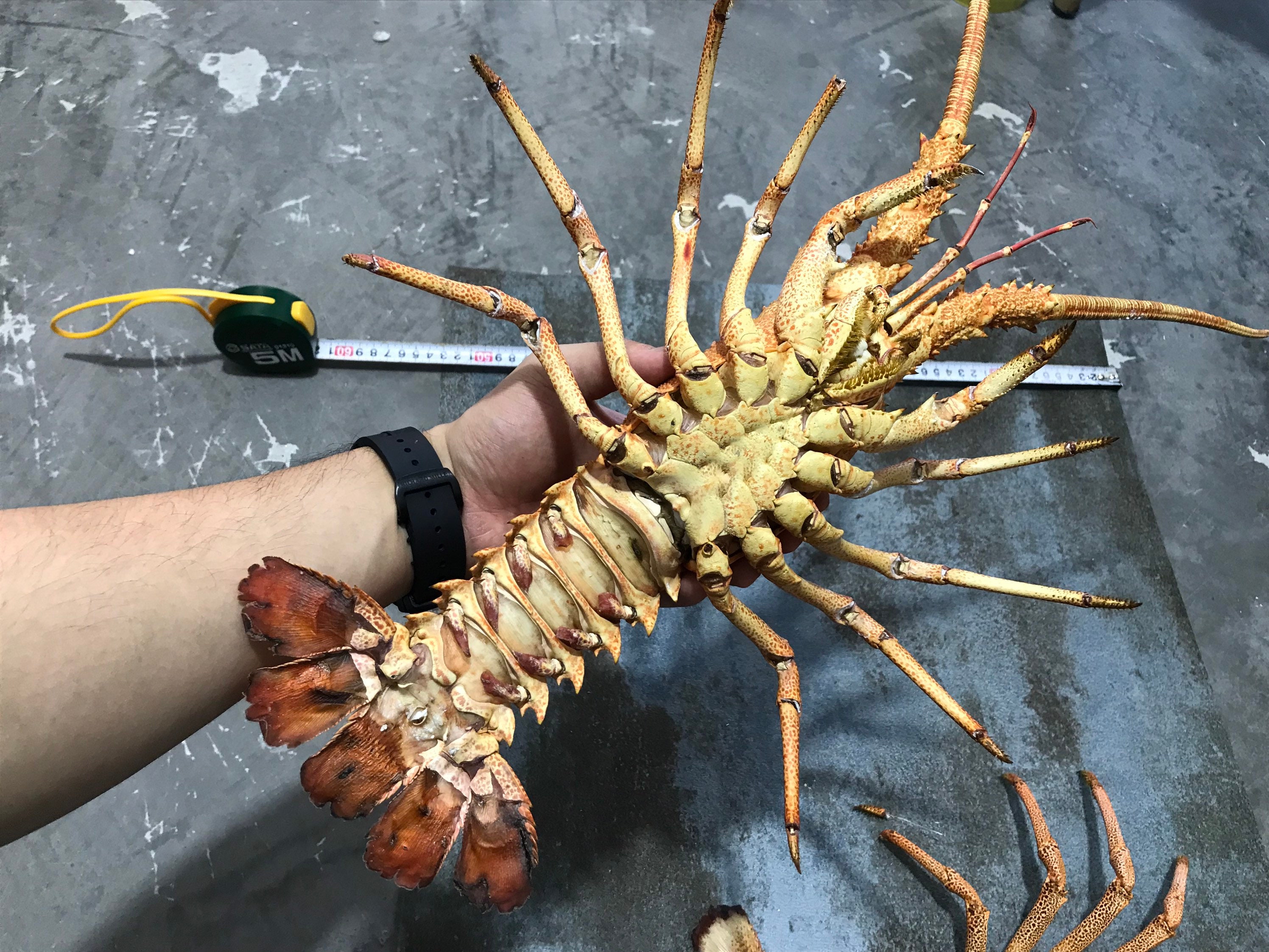 Museo calidad Jasus frontalis Juan Fernández langosta de roca - Etsy España