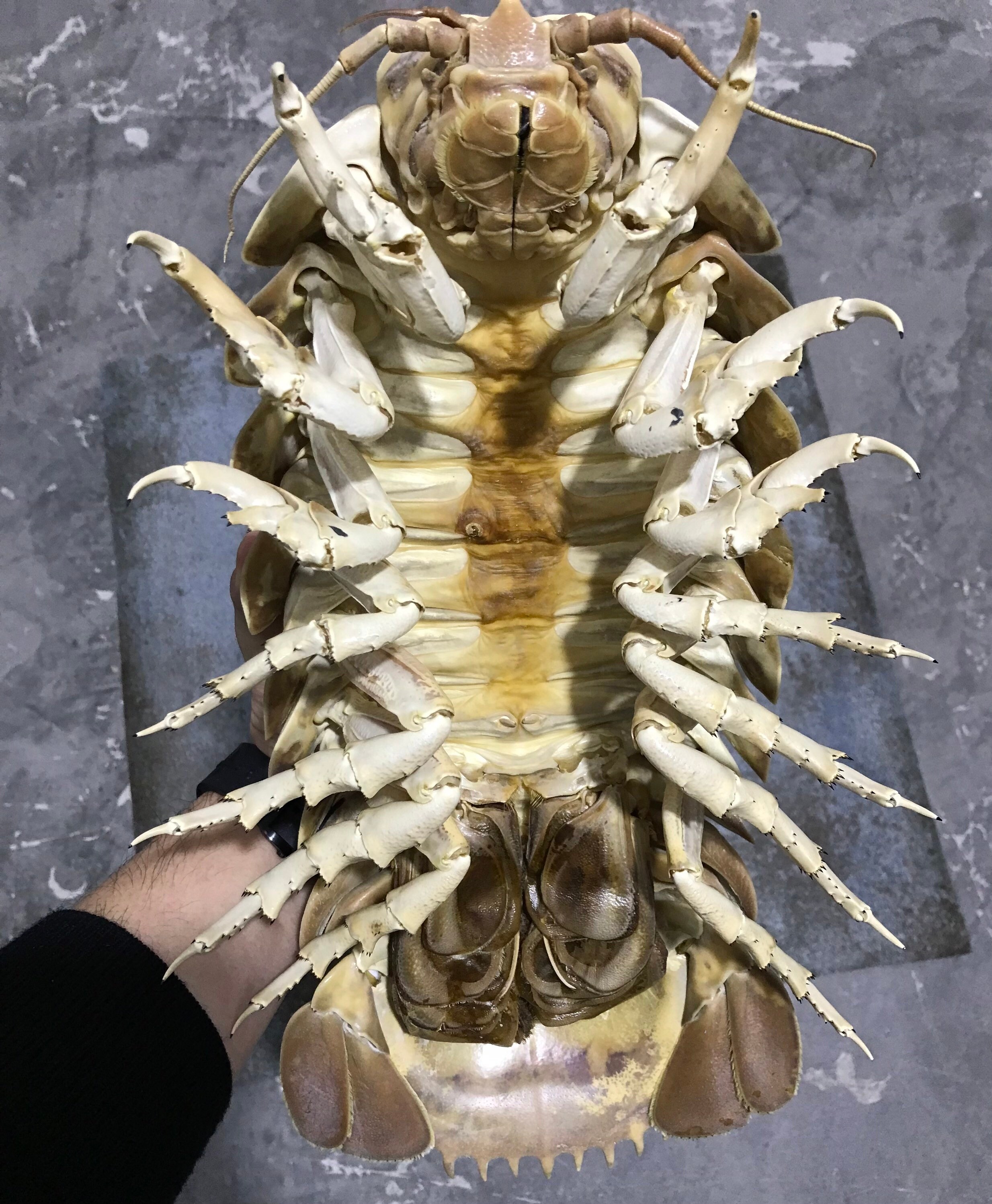 Giant Sea Cockroach