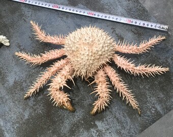 Taxidermy King Crab - Etsy