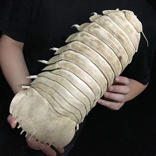 Isopod - Etsy