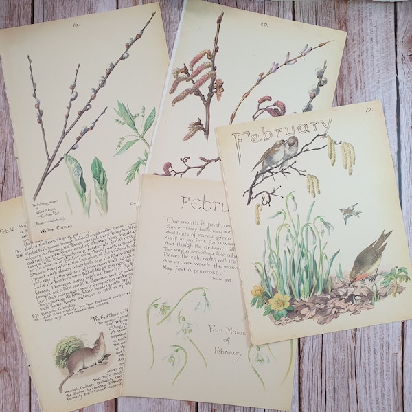 Country Diary - Etsy