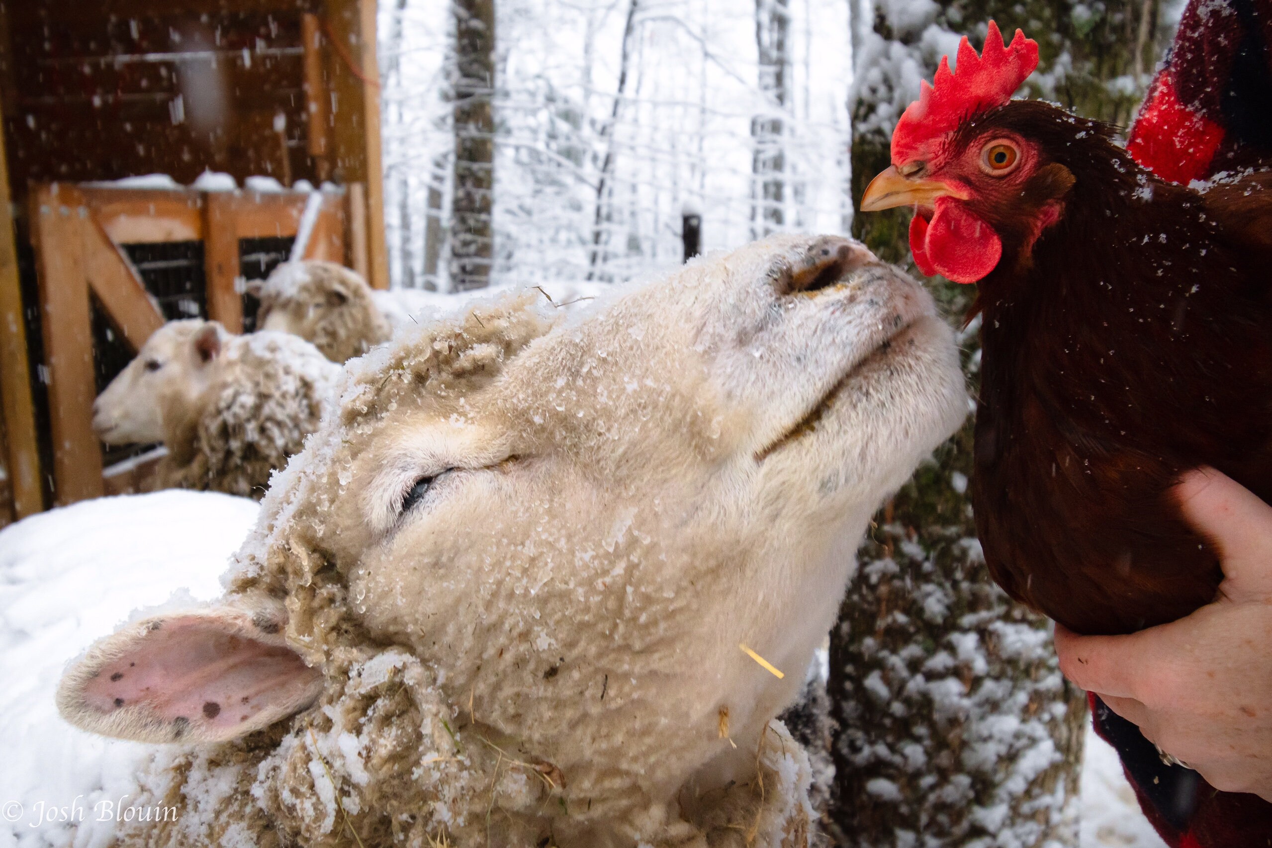 Wool Throws Available in Dark and Light Gray Tweed With Cream Stripes ...