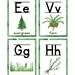 Plants Classroom Alphabet Posters + Flashcards + Poster| PNG + PDF ...