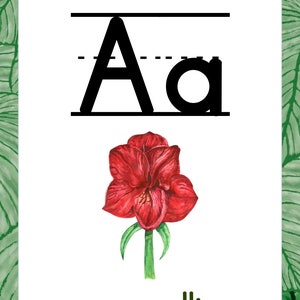 Plants Classroom Alphabet Posters Flashcards Poster PNG PDF Natural ...