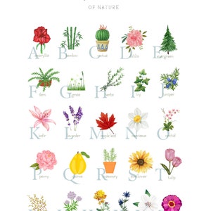 Plants Classroom Alphabet Posters + Flashcards + Poster| PNG + PDF ...