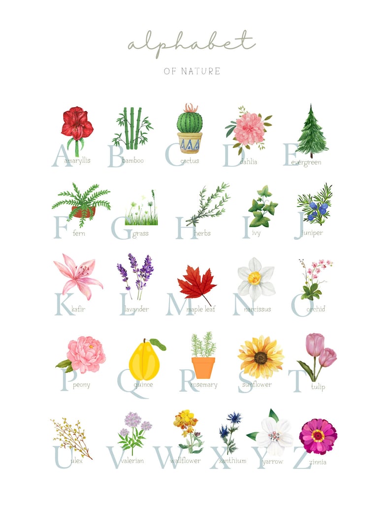 Plants Classroom Alphabet Posters Flashcards Poster PNG PDF Natural ...