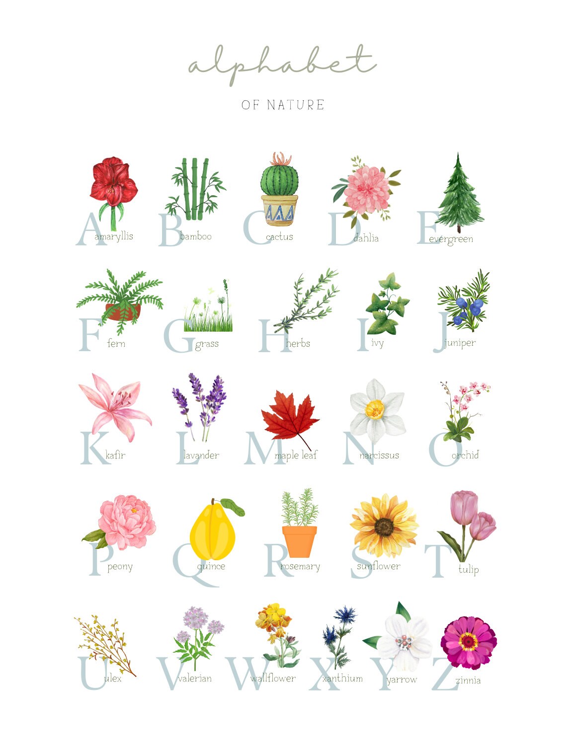 Plants Classroom Alphabet Posters + Flashcards + Poster| PNG + PDF ...