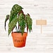 Plant Classroom Birthday Display | French Decor (PNG, PDF, Powerpoint ...