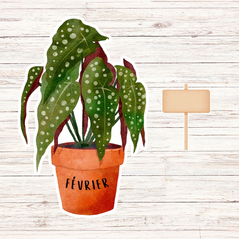 Plant Classroom Birthday Display | French Decor (PNG, PDF, Powerpoint ...