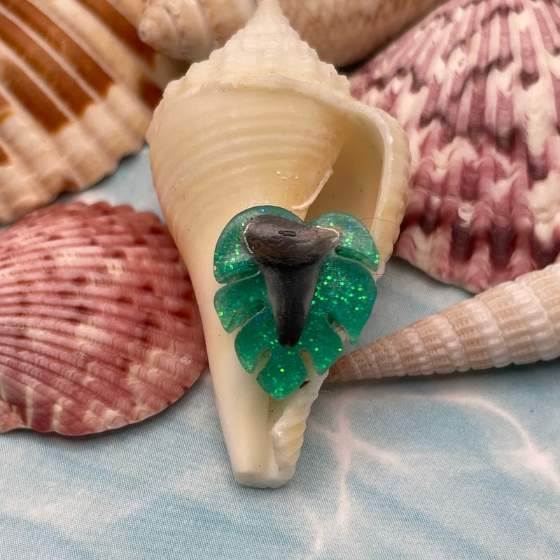 SharkTeethandShells - Etsy