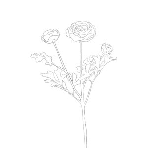 Ranunculus Line Art Botanical Line Art Floral Wall Art Ranunculus ...