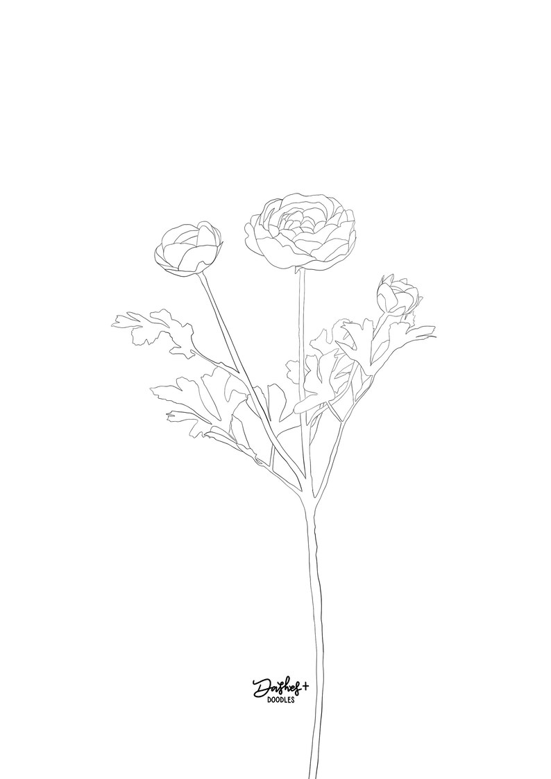 Ranunculus Line Art Botanical Line Art Floral Wall Art Ranunculus ...