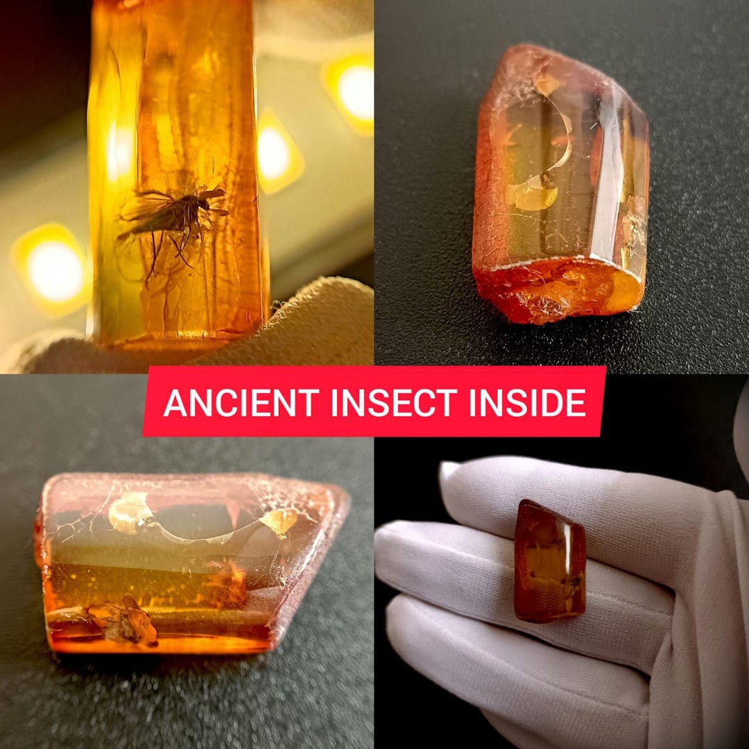 Natural AMBER Piece With INSECT, Amber Stone With MIDGE Inside, Old ...