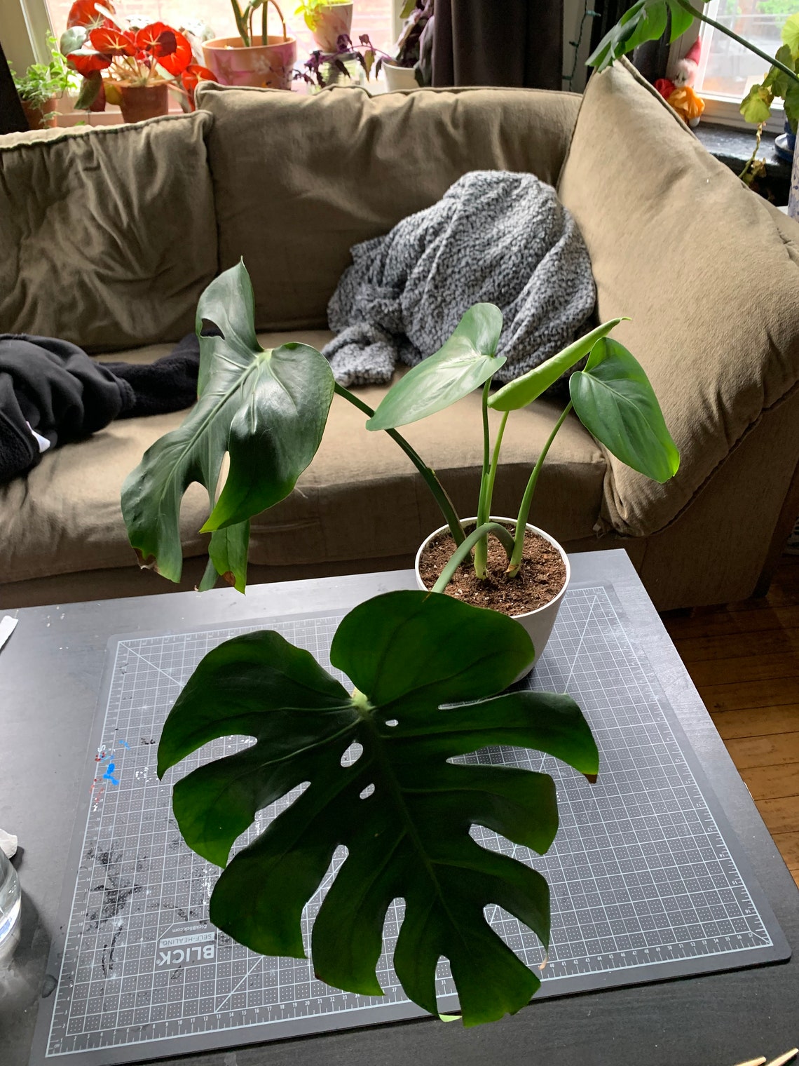 Monstera Deliciosa - Etsy