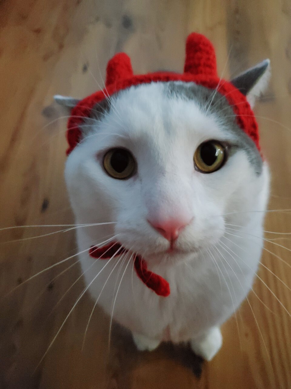 Devil Cat Hat: Crochet Pattern - Etsy