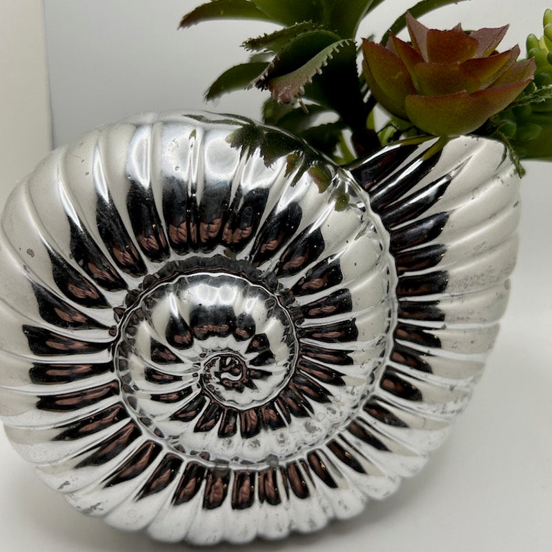 Shell Container - Etsy