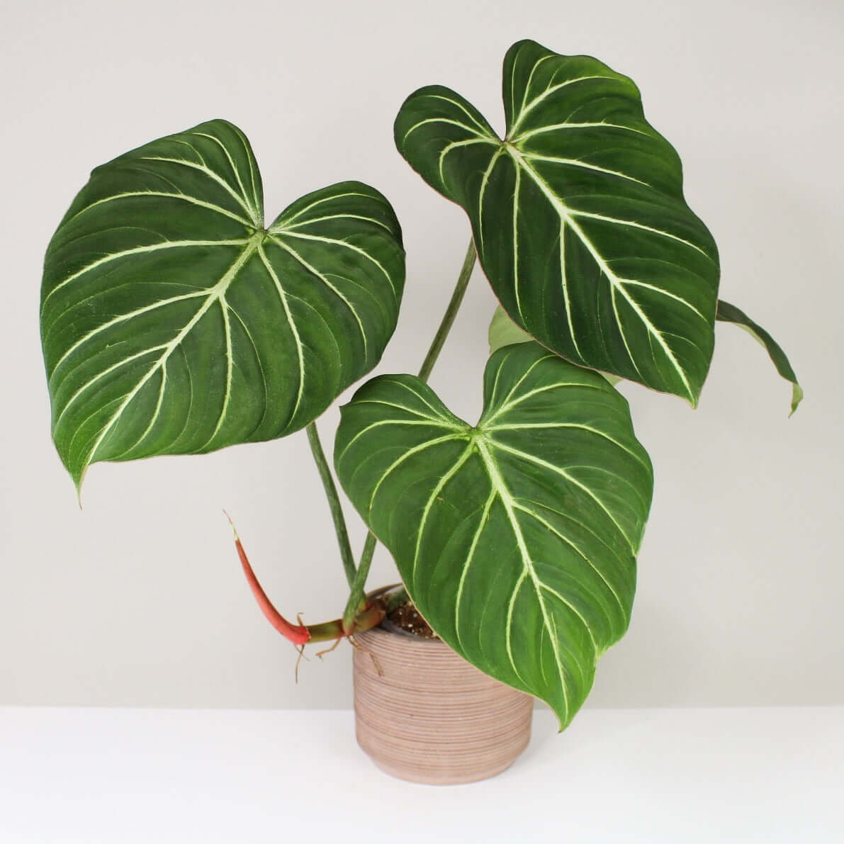 Philodendron gloriosum zebra Gardening & Plants Craft Supplies & Tools ...
