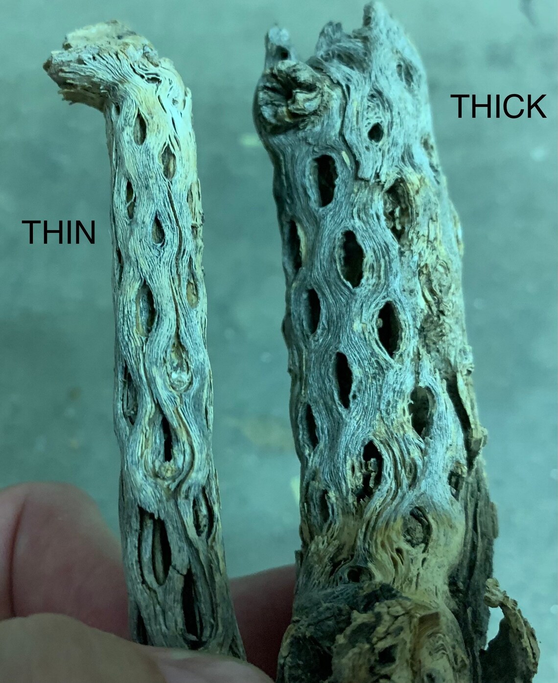 15 Small/medium-sized Cholla Skeletons Group. No Root - Just Boot. - Etsy