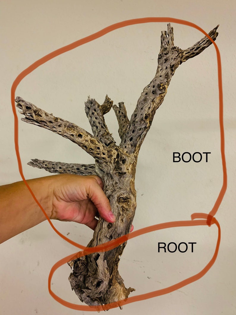 15 Small/medium-sized Cholla Skeletons Group. No Root - Just Boot. - Etsy