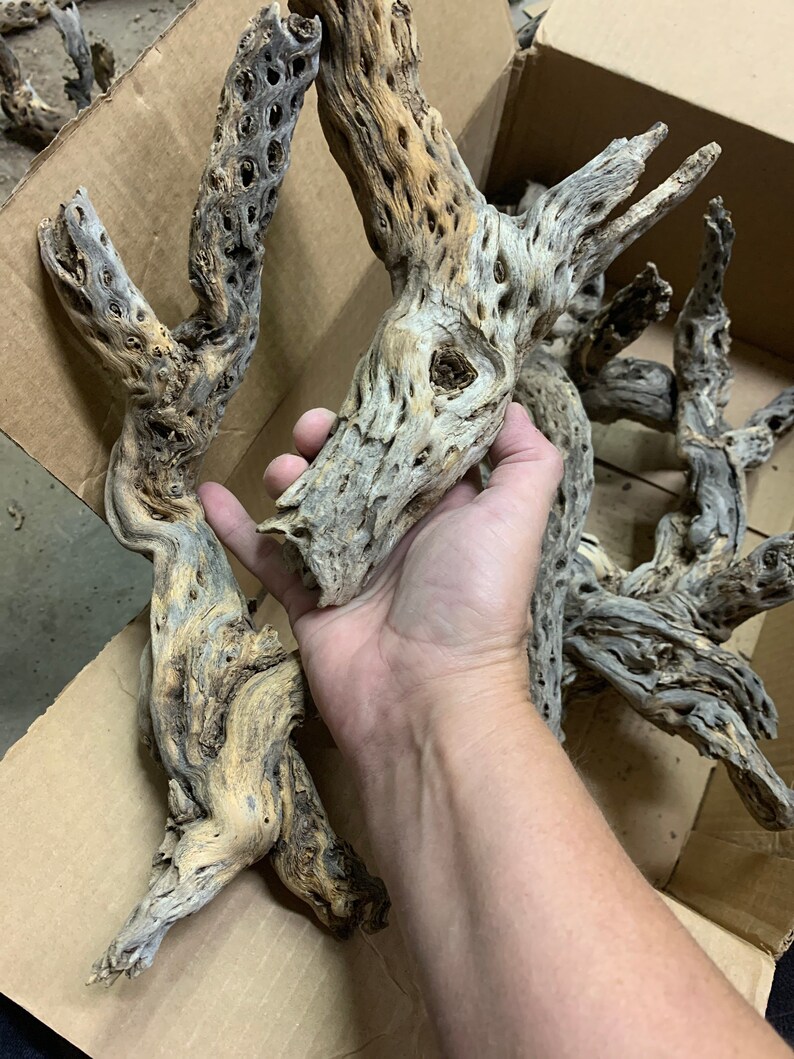 10 BIG BOYS & 5 Medium Cholla Skeletons - Etsy
