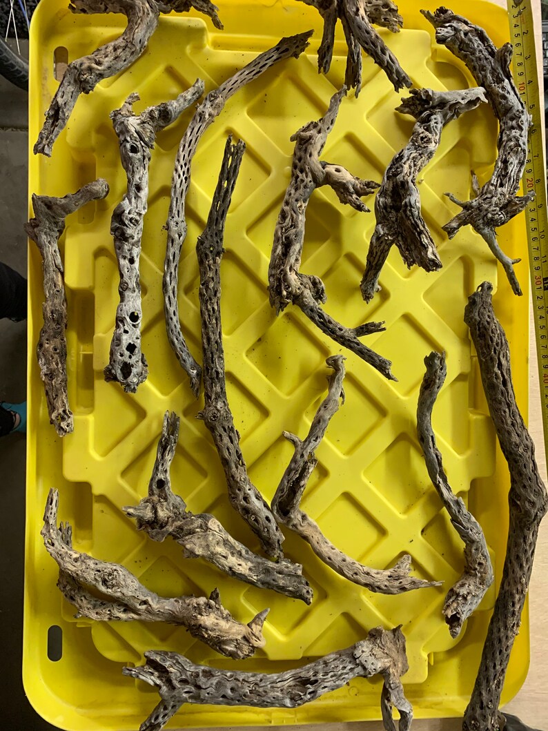 15 Small/medium-sized Cholla Skeletons Group. No Root - Just Boot. - Etsy