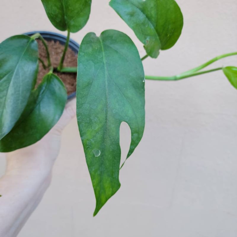 Cebu Blue Pothos - Etsy