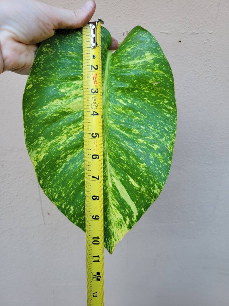 Giant Hawaiian Pothos XL Golden Pothos - Etsy