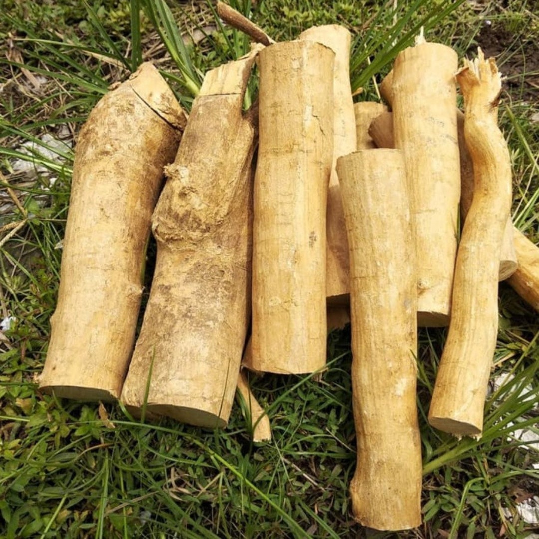 Yellow Tongkat Ali Root Borneo Island - Etsy