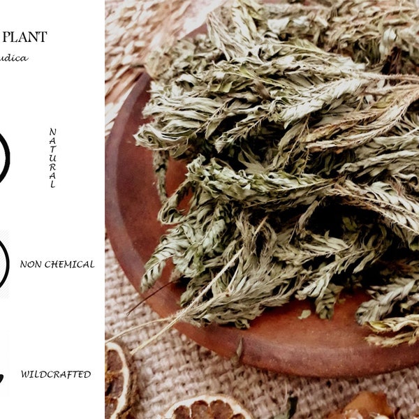 Sensitive Plant - Etsy