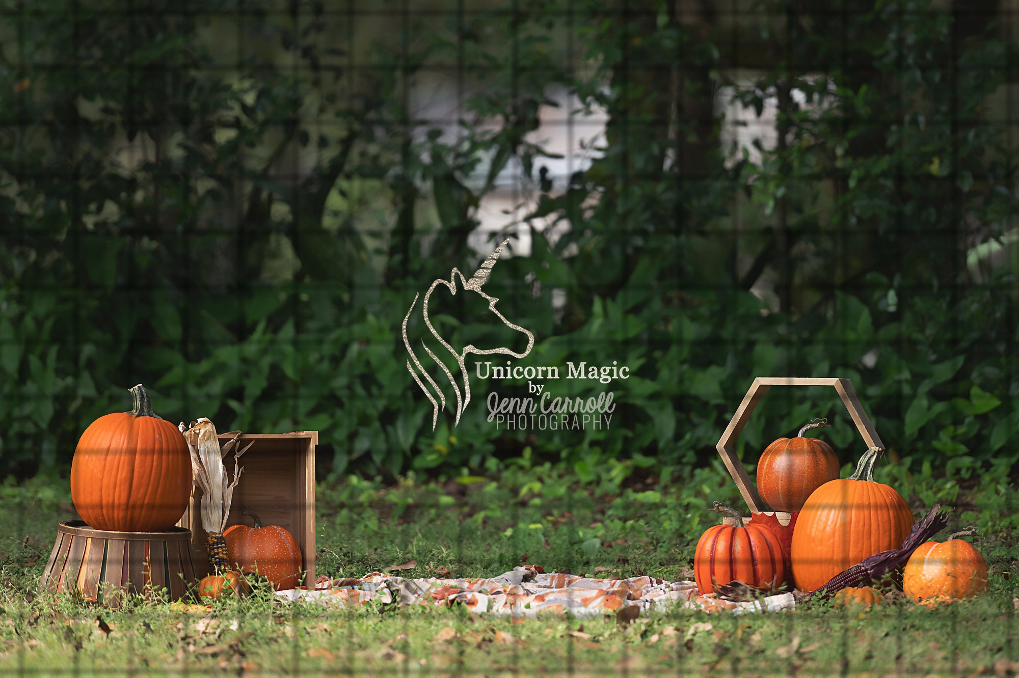 3 Pumpkin Fall Autumn Digital Background Backdrop - Etsy