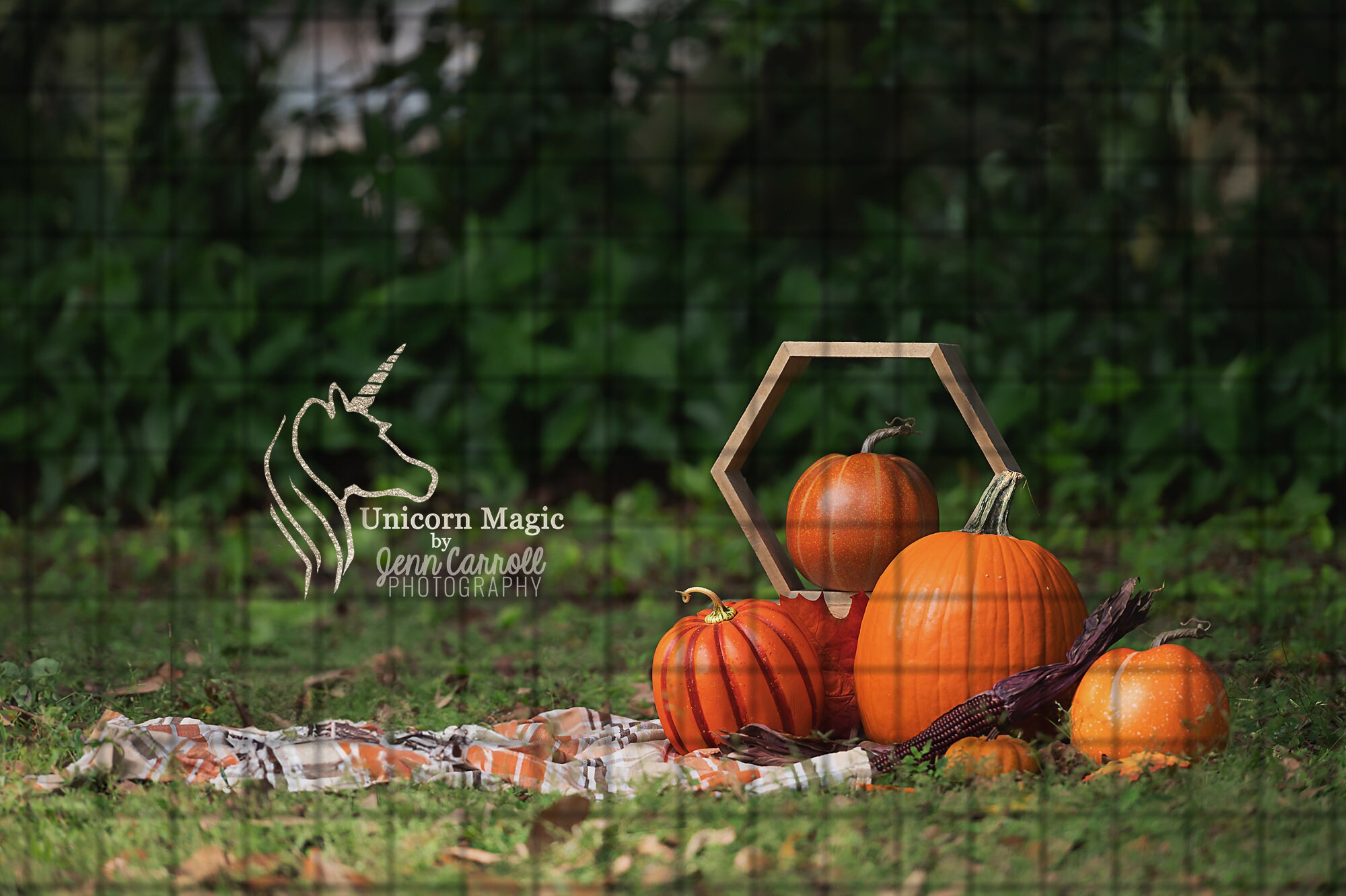 3 Pumpkin Fall Autumn Digital Background Backdrop - Etsy