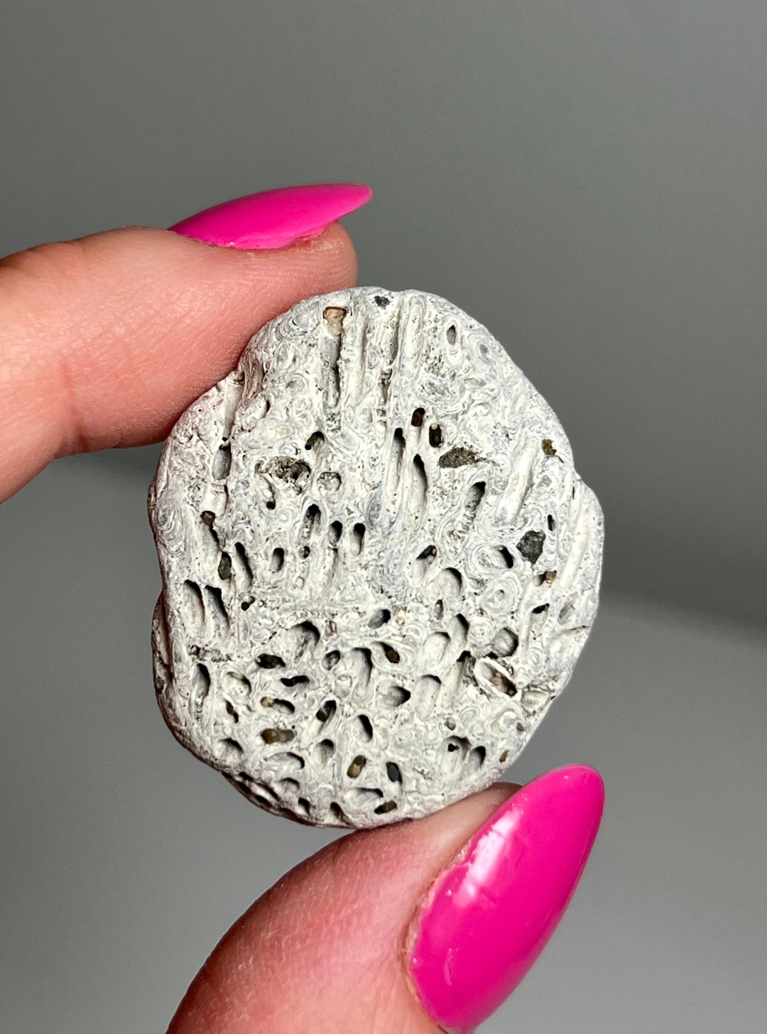 Rare Piece of Pacific Fission Worm Colony, False Brain Coral Rock ...