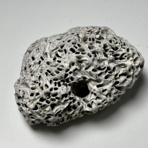 Rare Piece of Pacific Fission Worm Colony, False Brain Coral Rock ...