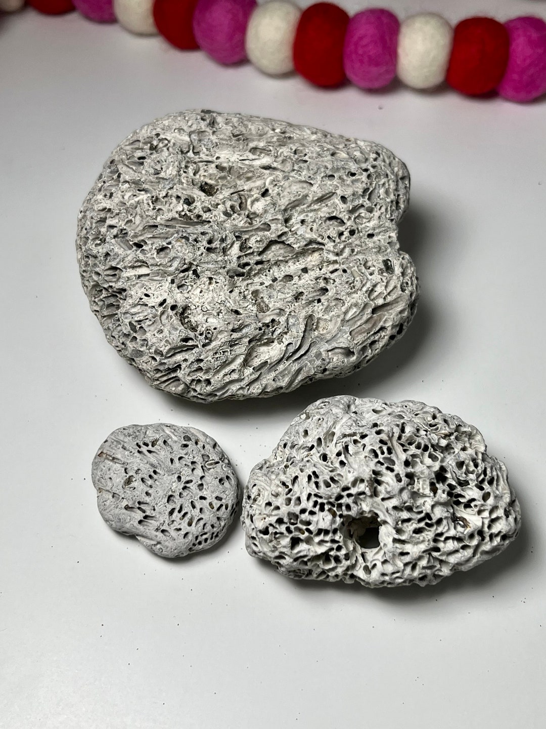 Rare Piece of Pacific Fission Worm Colony, False Brain Coral Rock ...