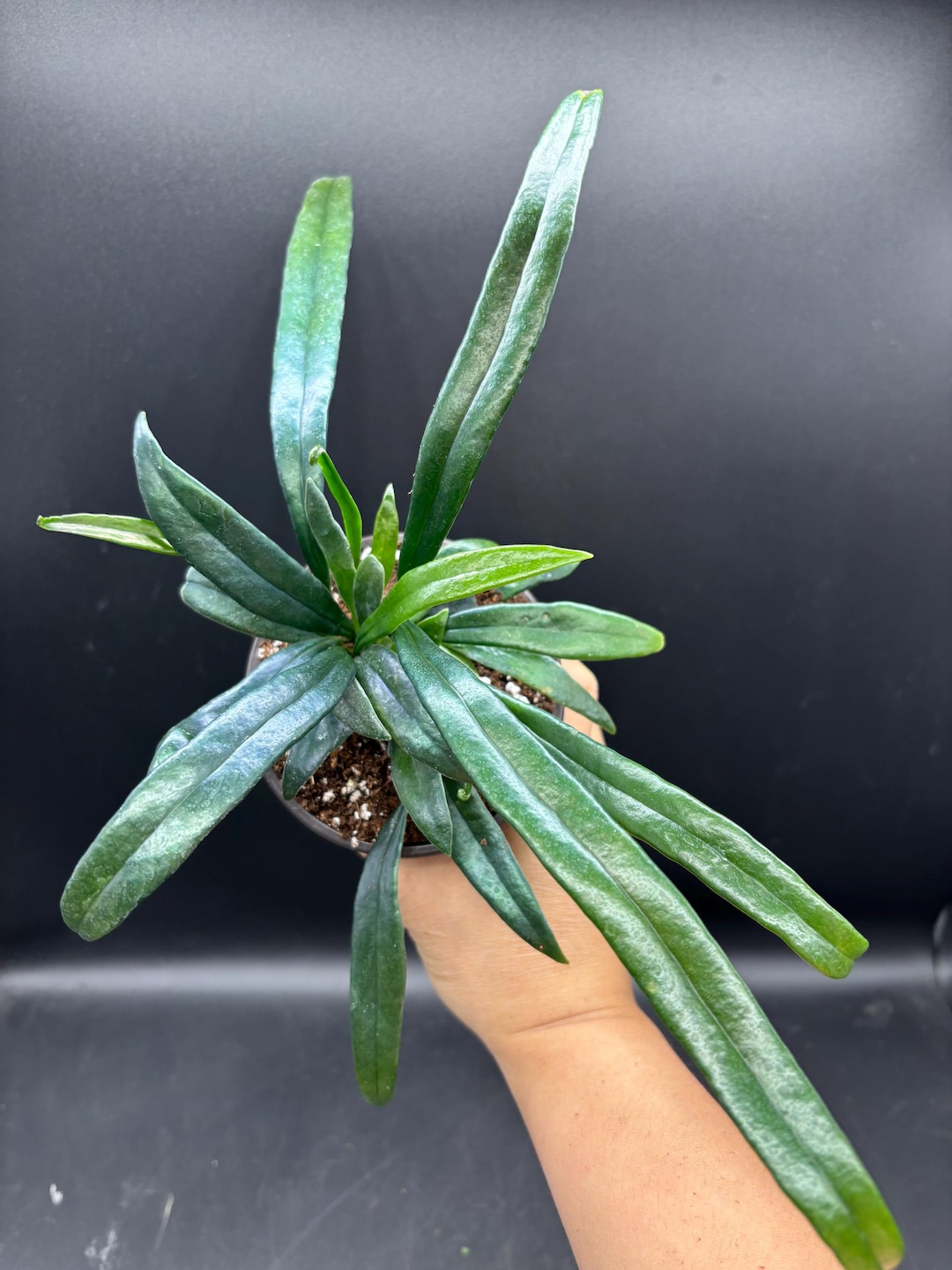 4” BLUE OIL Fern Pot With Multiple Plants and Growth - Rare Microsorum ...