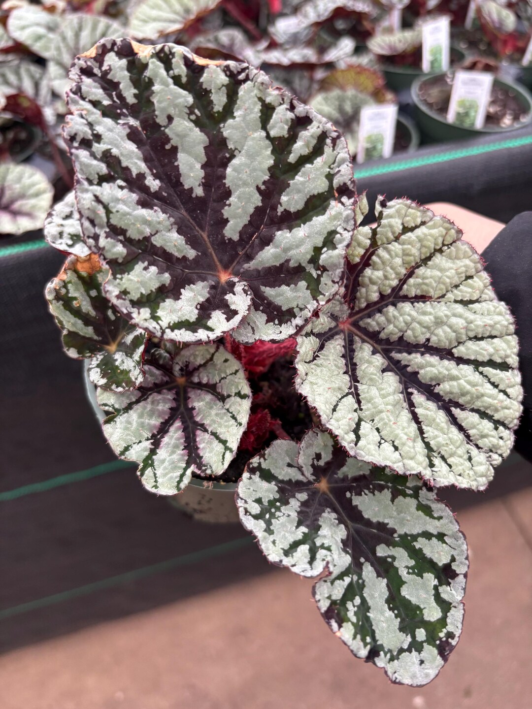 4” Fedor Rex Begonia Plant Pot - Silver and Green Foliage Houseplant ...
