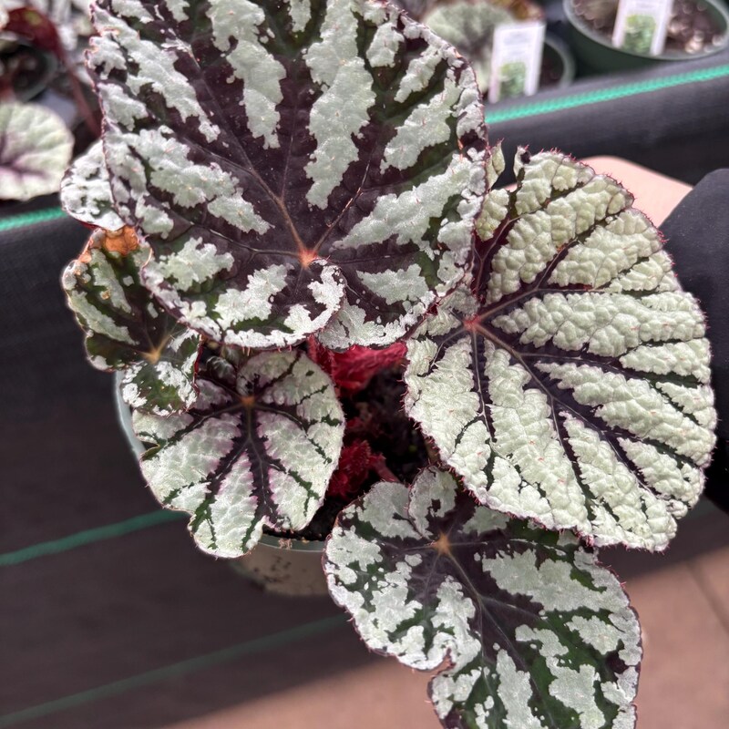 Rex Begonia - Etsy