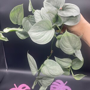 3” Sooo (TM) Silver Scindapsus Plant Pot - NEW CULTIVAR - Lush ...