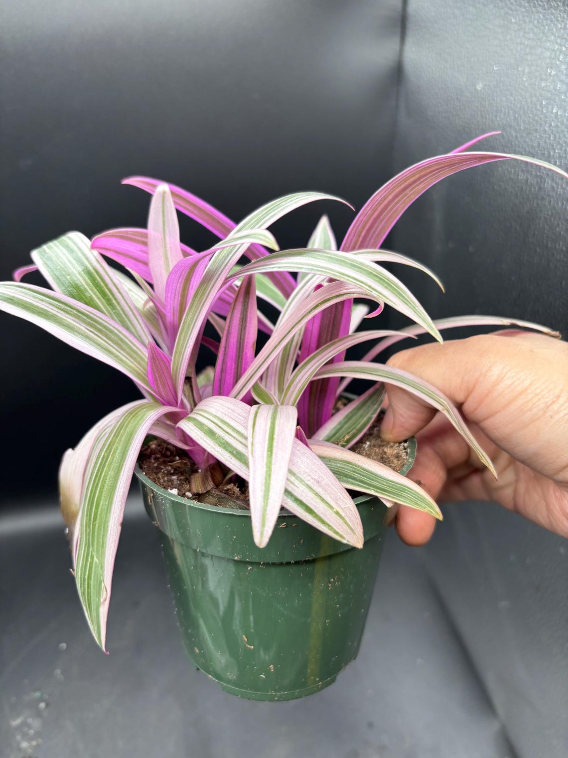 4” RHOEO RAINBOW Tradescantia Pot - Spathacea Wandering Dude Pot ...