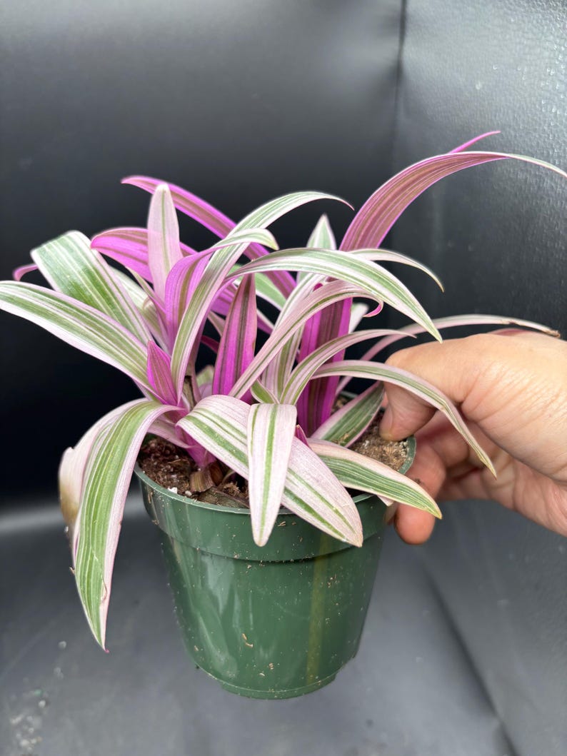 4” RHOEO RAINBOW Tradescantia Pot - Spathacea Wandering Dude Pot ...