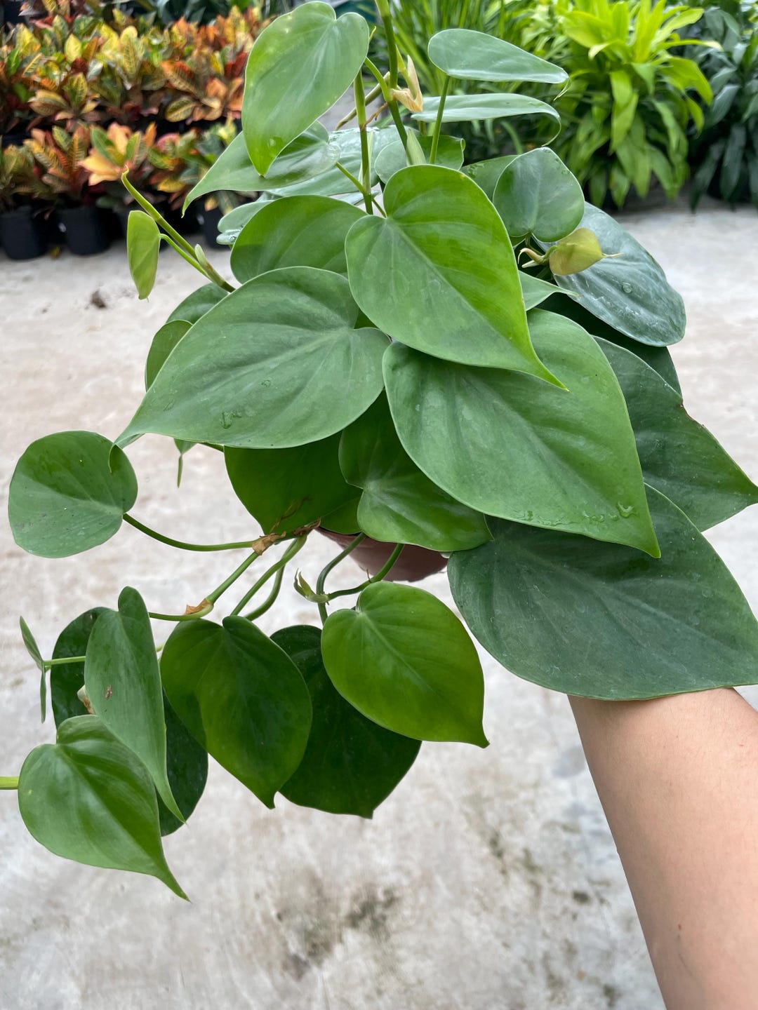 4 Philodendron Green Cordatum Pot Hederaceum Plant Bushy Rooted ...