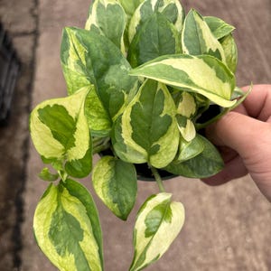 4” Lizard Queen Pothos Plant Pot - Rare Cultivar Houseplant - Yellow ...