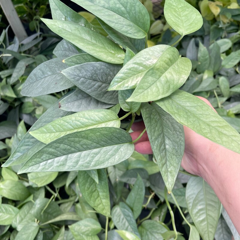 Cebu Blue Pothos - Etsy