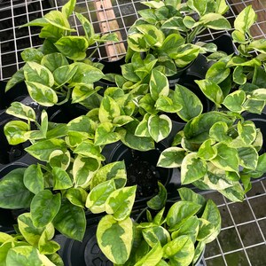 4 Lizard Queen Pothos Plant Pot Rare Cultivar Houseplant Yellow and ...