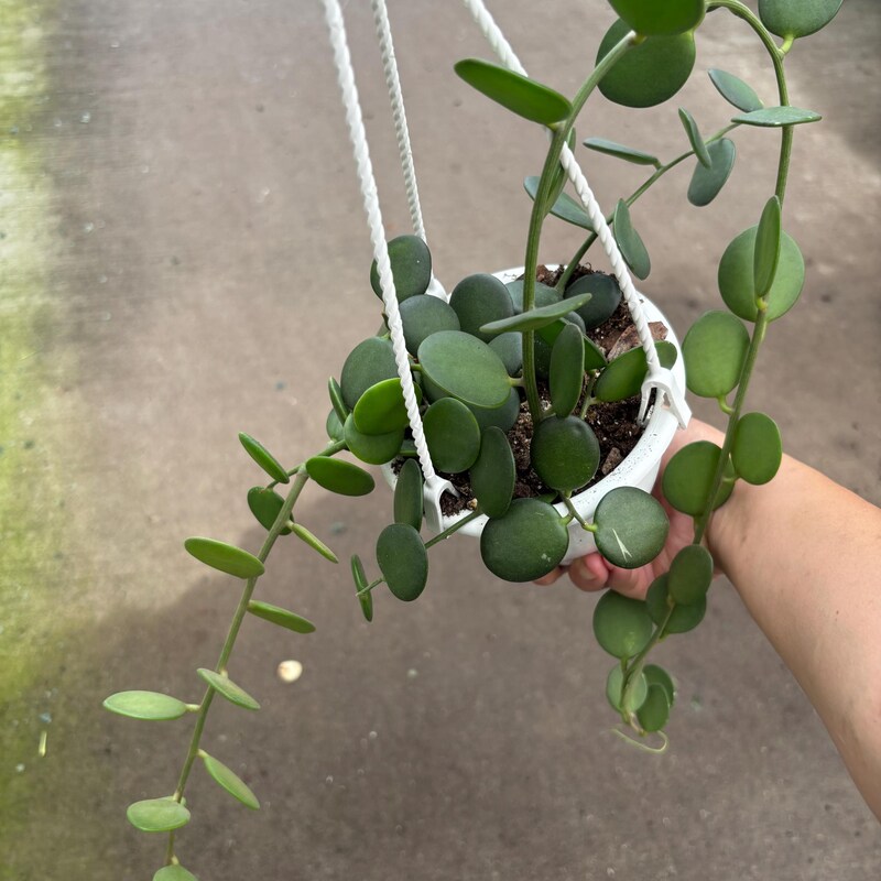 Silver Succulent - Etsy