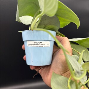 3” Sooo (TM) Silver Scindapsus Plant Pot - NEWER CULTIVAR - Lush ...